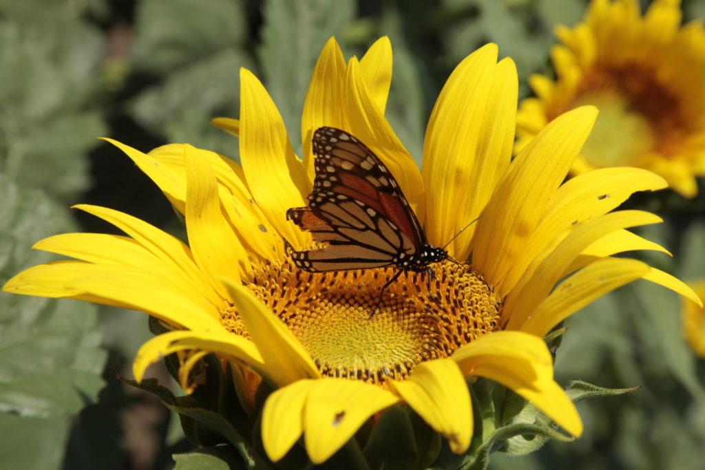 Monarch Watch celebrates butterfly migration | News, Sports, Jobs ...